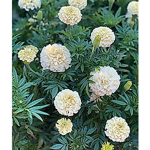 Burpee Snowball Marigold Seeds 50 seeds