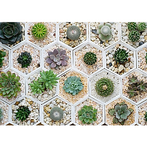 800+ Mix Succulent Seeds Rare Perennial DIY Bonsai Ornamental Plant Succulent Seeds for Planting Indoor and Outdoor