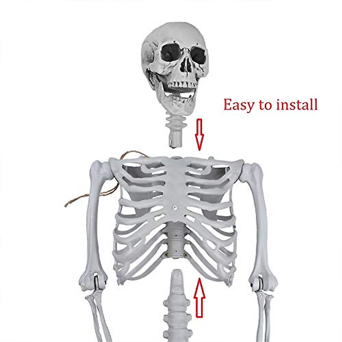5.4ft/165cm Halloween Skeleton - Halloween Human Skeletons Full Body Bones with Movable Joints for Halloween Props Spooky Party Decoration