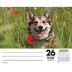 Just Corgis 2021 Box Calendar (Dog Breed Calendar)