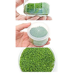 Aquarium Plants Factory Dwarf Baby Tears Tissue Culture Live Aquarium Plants