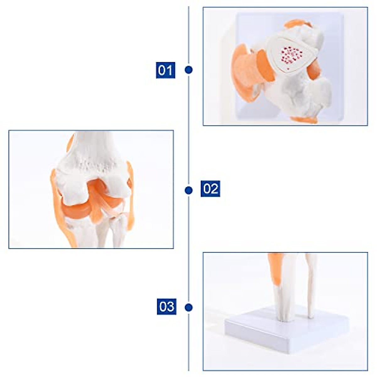 ASINTOD Anatomical Medical Knee Joint with Ligaments Model, Human 1:1 Life Size, for Science Classroom Study, Display Teaching