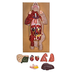 Premium Model Pig Dissection - Eisco Labs