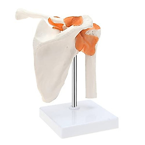 HINGONS Shoulder Joint Model, Life Size Human Anatomical Shoulder Ligament Model for Patient Science Education and Anatomy Research (Includes a Base)