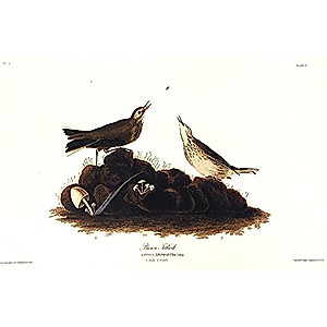 Brown Titlark. From"The Birds of America" (Amsterdam Edition)