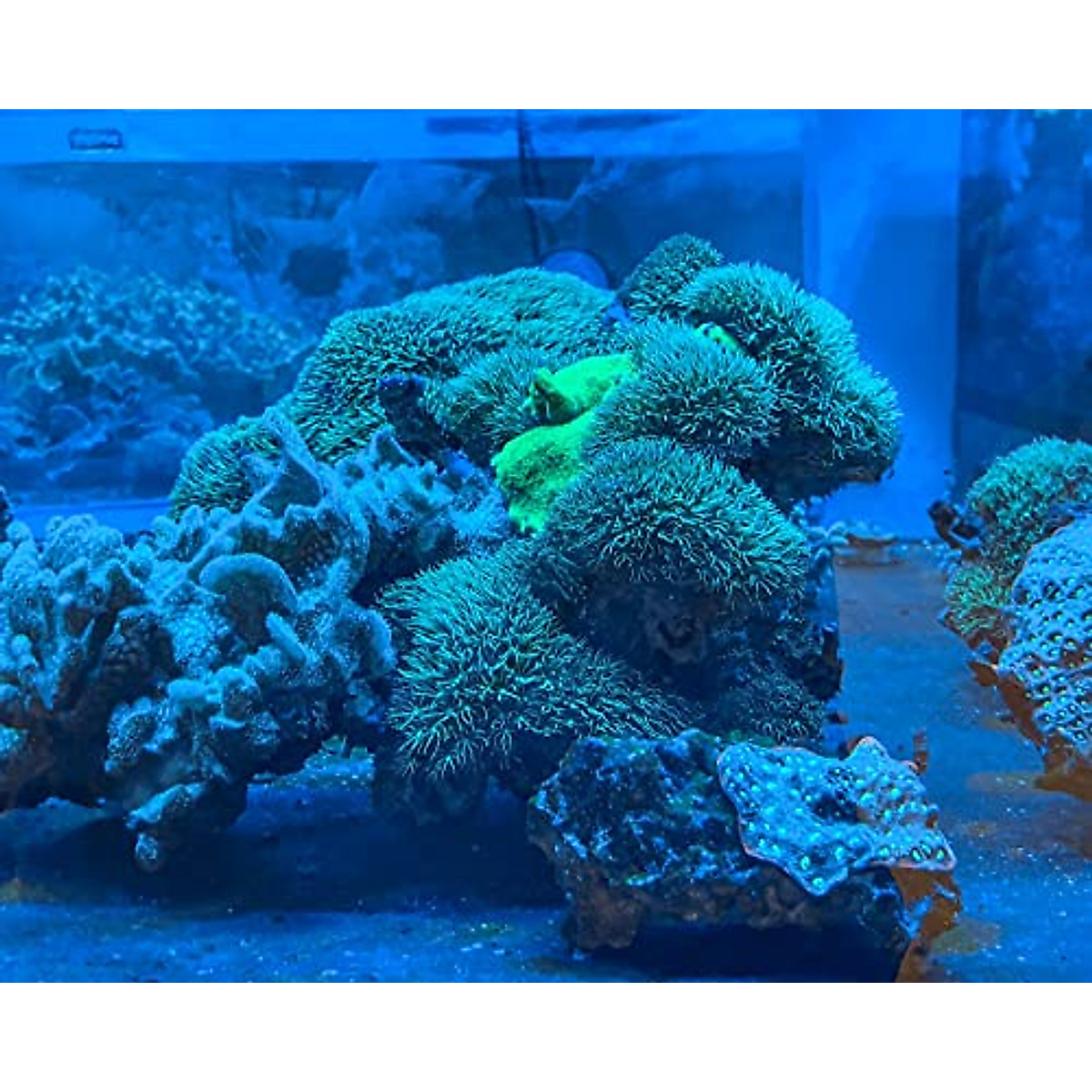 Live Coral Frag Green Star Polyp 1 inch - WWC Long Polyp/Beginner Marine Coral Reef for Saltwater Aquarium