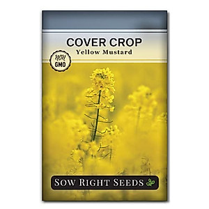 Sow Right Seeds - Yellow Mustard Seed for Planting - Cover Crops to Plant in Your Home Vegetable Garden - Enriches Soil - Suppresses Weeds - Cold Hardy - Non-GMO Heirloom Seeds - Great Gardening Gift