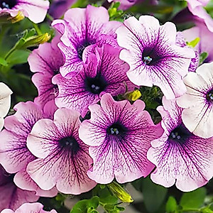 Petunia Seeds Perennial Annual Low Maintenance Showy Attracts Butterflies & Hummingbirds GMO Free Bed Border Edging Hanging Baskets Patio Container Outdoor 250Pcs Mixed Colors by YEGAOL Garden