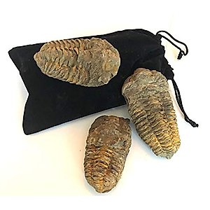 Flexicalymene Trilobite Fossil 2-4" | 1 piece