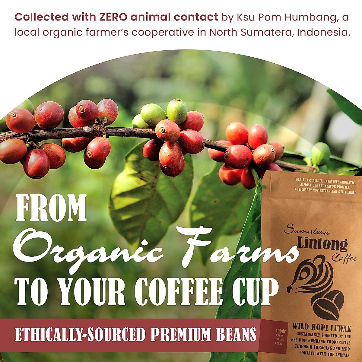 Wild Kopi Luwak, the World’s Most Exclusive Coffee, Sustainably Sourced From Sumatra, Indonesia (100gr / 3.5oz)