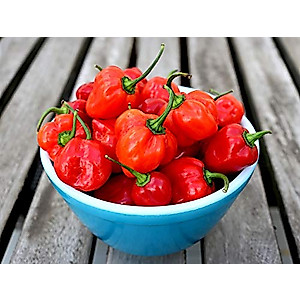 TKE Farms - Red Habanero Seeds for Planting, 80 Heirloom Seeds, Capsicum chinense