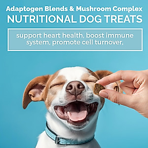 MEDii Pet Mushrooms for Dogs. 7 Types of Dog Mushrooms: Immunity, GI Health, Joints. Metabolism Booster. Can Improve Dog Health Holisitically - 125 Mini Hearts. Natural nutrients for All Dogs.