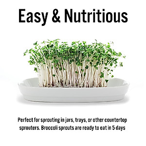 1 lb Broccoli Sprouting Seeds - Perfect for Sprouting & Microgreens, Rich in Sulforaphane, USA Grown (Resealable Bag)