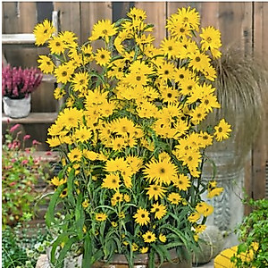 Maximilian Sunflower Seeds - Attracts Bees and Butterflies - Perennial Sunflower Native to North America, Approximtely 600 Seeds