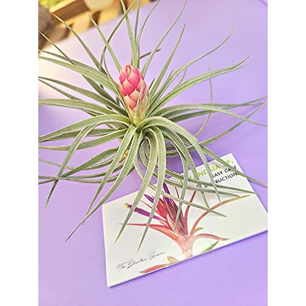 Large Air Plants - 1 Hybrid No. 1-4 to 6 Inch Air Plant - Color & Form Varies by Season - 30 Day Guarantee on Tillandsia from The Drunken Gnome (1, One Size 4-6")