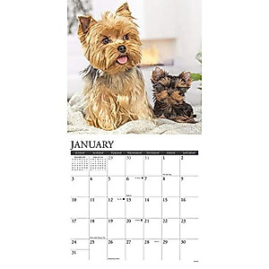 Just Yorkies 2021 Wall Calendar (Dog Breed Calendar)