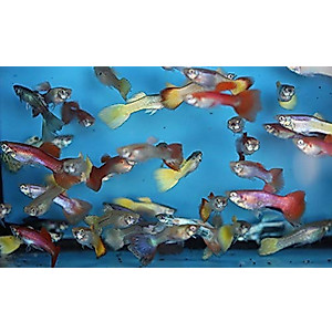 Family of (25) Fancy Guppies Live Tropical Fish for Aquarium Pond or Fish Tank
