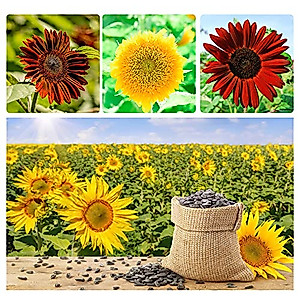 1000+ Mix Sunflower Seeds for Planting - Individually Packaged Heirloom and Non-GMO 15 Varieties Sun Flower Seeds for Outdoor Garden and Bonsai Plants, Open Pollinated