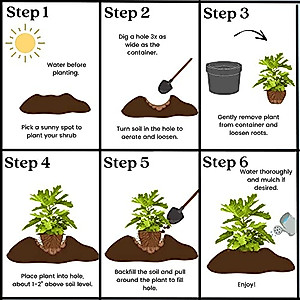 Shrub Black Mission, 1 Gallon, Lush Green Foliage with Deep Purple Figs