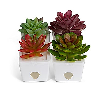ZendoZones Fruit Fly Trap 2 Pack, Joyful Janet & Terrific Tabitha with White Base, Refillable and Reusable, Long-Lasting