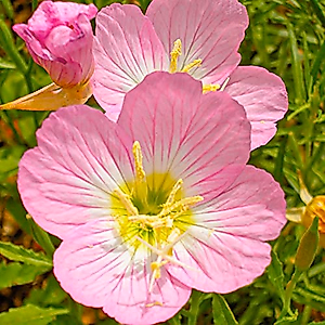 Bee and Butterfly Wildflower Seeds - Bulk Flower Seed Mix with Over 30,000 Premium Seeds- Stunning Blooms - Attracts Pollinators, Bees, Butterflies - Perennial, Annual