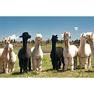 WARRIOR ALPACA SOCKS - Koze Kick Back Terry Lined Pure Alpaca Wool Socks For Men and Women (Large, Ultra Violet)