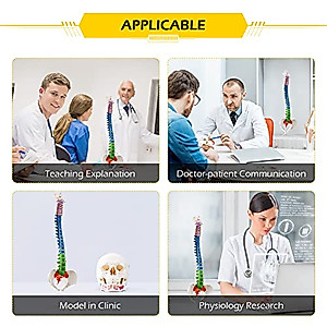 Dyna-Living Life Size Human Spine Model 33.46in/85cm Spine Anatomical Model Colored Flexible Spine Model with Vertebrae Cervical Lumbar Spine Anatomy Model with Nerves Used for Medicine Research