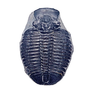 Elrathia Kingi Trilobite Fossil Specimen - Natural - Found in USA!