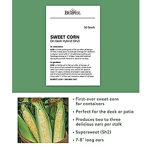 Burpee On Deck Sweet Corn Seeds 50 seeds
