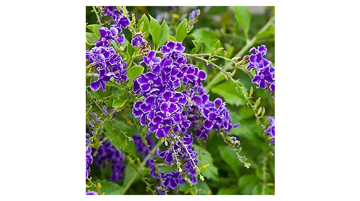Duranta Erecta Seeds - Vibrant Ornamental Garden Shrub | CHUXAY GARDEN