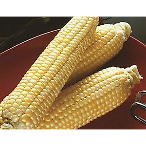 Sugar Buns Sweet Yellow Corn Seeds for Planting, 50+ Heirloom Seeds Per Packet, (Isla's Garden Seeds), Non GMO, 90% Germination Rates, Botanical Name: Zea mays, Great Home Garden Gift