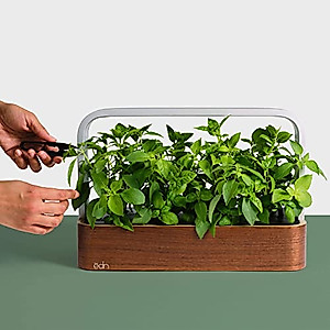 edn SmallGarden with Basil SeedPods, Indoor Grow Smart Garden Starter Kit for Fresh Home Grown Herbs, Plants and Flowers