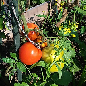 G-LEAF Sturdy Metal Garden Stakes 4 Ft Plastic Coated Steel Tube Plant Sticks for Tomato,Cucumber,Strawberry, Bean,Tree,Pack of 50