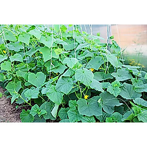 "Crispy Green" Cucumber Seeds for Planting, 25+ Seeds Per Packet, (Isla's Garden Seeds), Non GMO & Heirloom Seeds, Botanical Name: Cucumis sativus, Great Home Garden Gift
