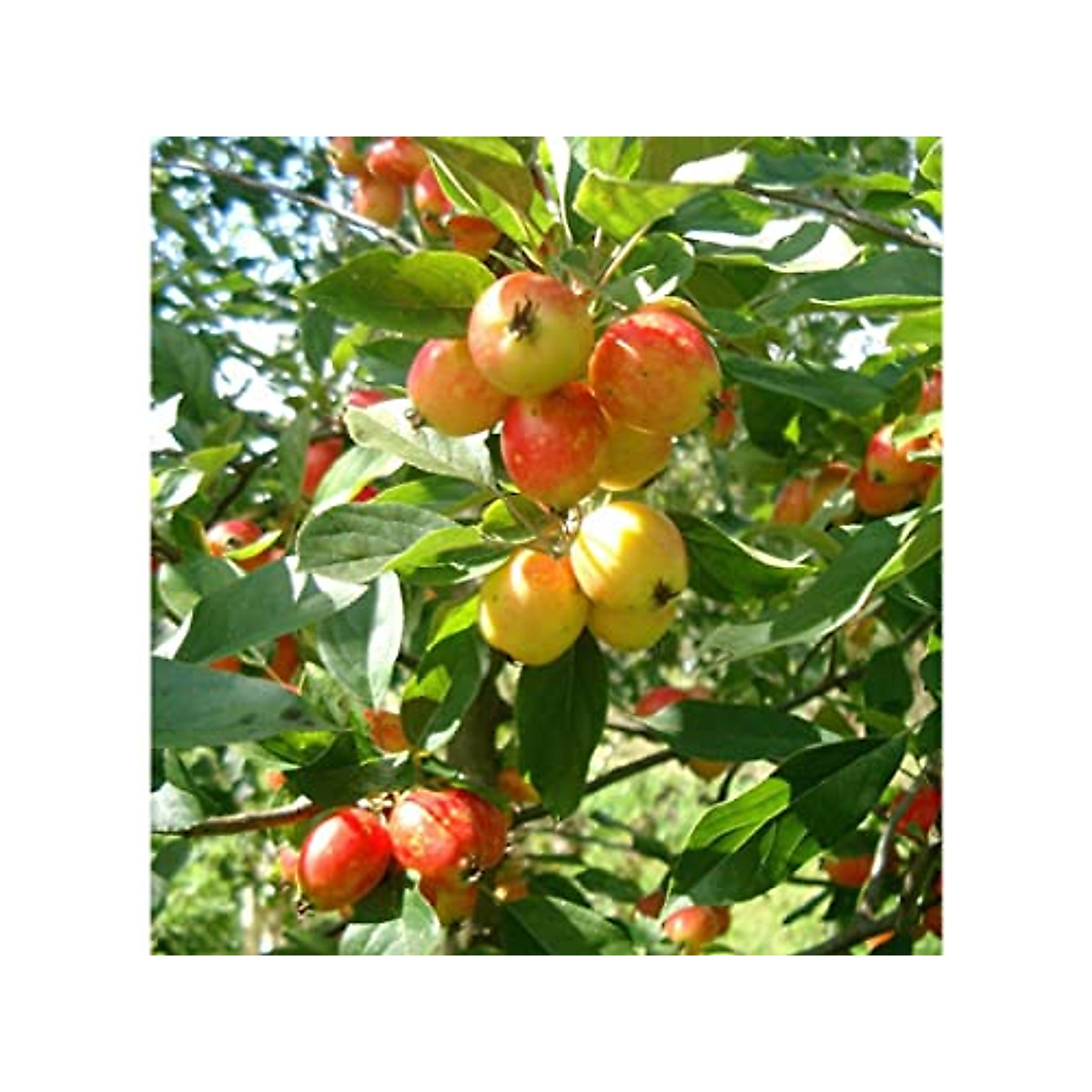 Crabapple Tree Live Plant 1.5 to 2.5 Ft Height, Crab Apple Fruits Crabapple Plant, White Flowers, No Ship to CA