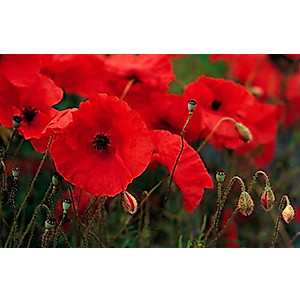 50,000 Flanders Red Corn Poppy Seeds 7 Grams Non GMO Heirloom USA Harvested pollinator bee Butterfly American Legion Poppy. Ornamental Poppy