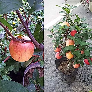 40+ Apple Tree Fruit Seeds Bonsai Garden Yard Outdoor Living Fruit Plant Home Garden