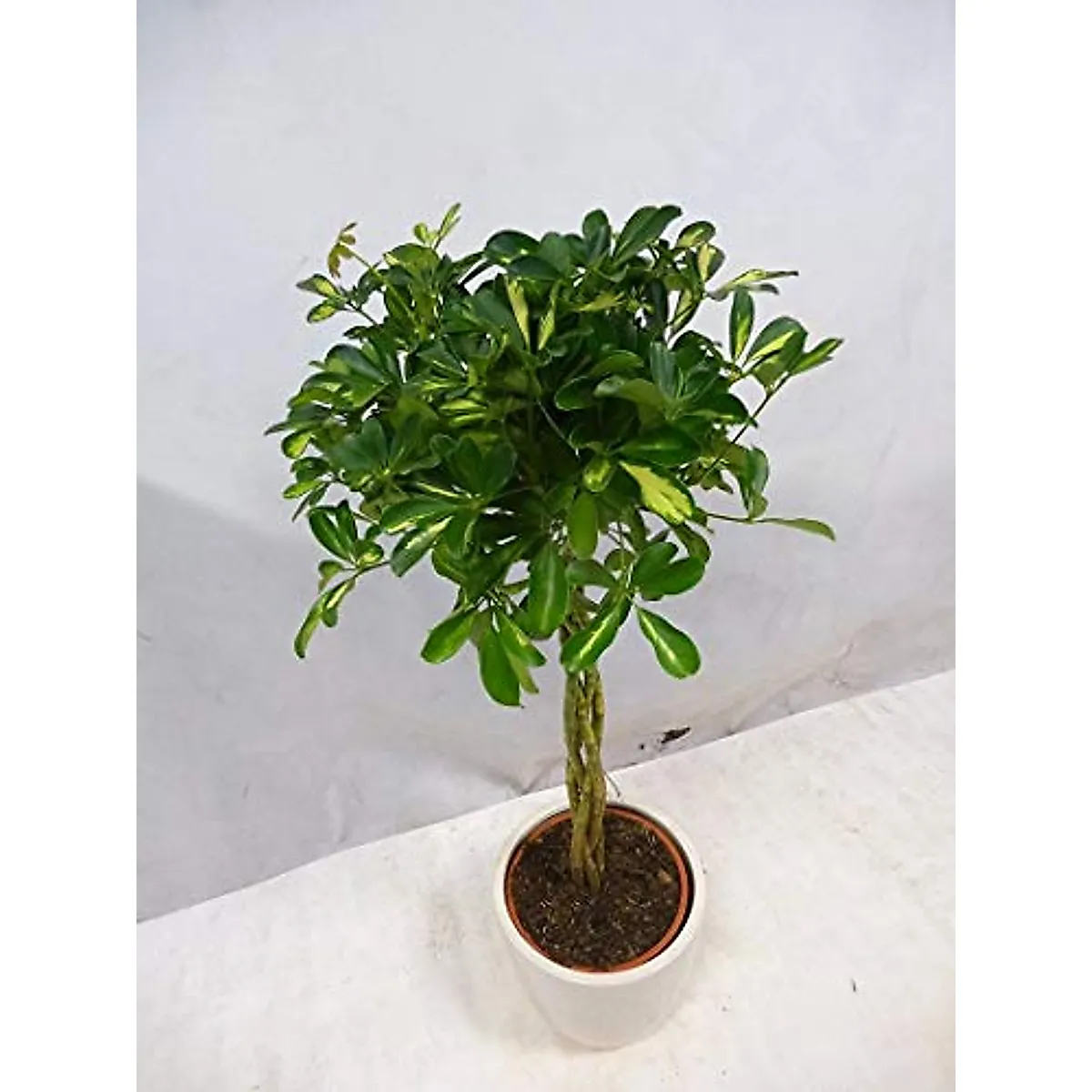Umbrella Tree - 'Gold Capella' Live Braided Schefflera Arboricola - Florist Quality - Beautiful Indoor Tree - 3 Feet Tall