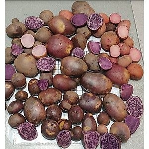 Russet Potato Seeds, 70 TPS True Potato Seeds Russet Yellow Mix Potatoes Berry I Planting Ornaments Garden Perennials Simple to Grow Pots Gift
