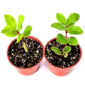 9GreenBox -2 Set Bay Laurel Herb - 4" Pot Total 2 4" Pot