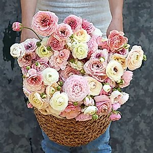 Ranunculus Bulbs - Porcelaine - 40 Bulbs - Pink Flower Bulbs, Corm Attracts Bees, Attracts Pollinators, Easy to Grow & Maintain, Fragrant, Container Garden