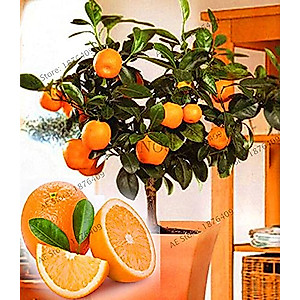 Unknown Fruit Seed Dwarf Standing Orange Tree Flores Indoor Plant in Pot Garden Decoration Plant Kumquat plantas Tangerine Ci