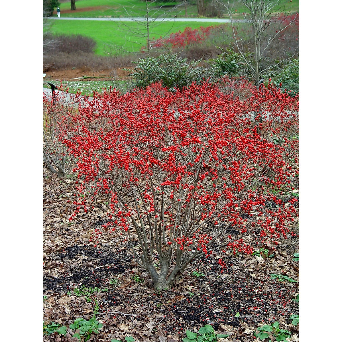 1187-Red Holly Winter Berry (Ilex verticillata) Seeds by Robsrareandgiantseeds UPC0764425788317 Non-GMO,Organic,USA Grower,Bonsai,1187 Package of 7 Seeds