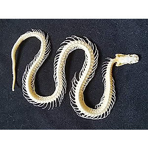 Real Snake Skeleton Animal Specimen in Science Classroom Specimens for Science Education
