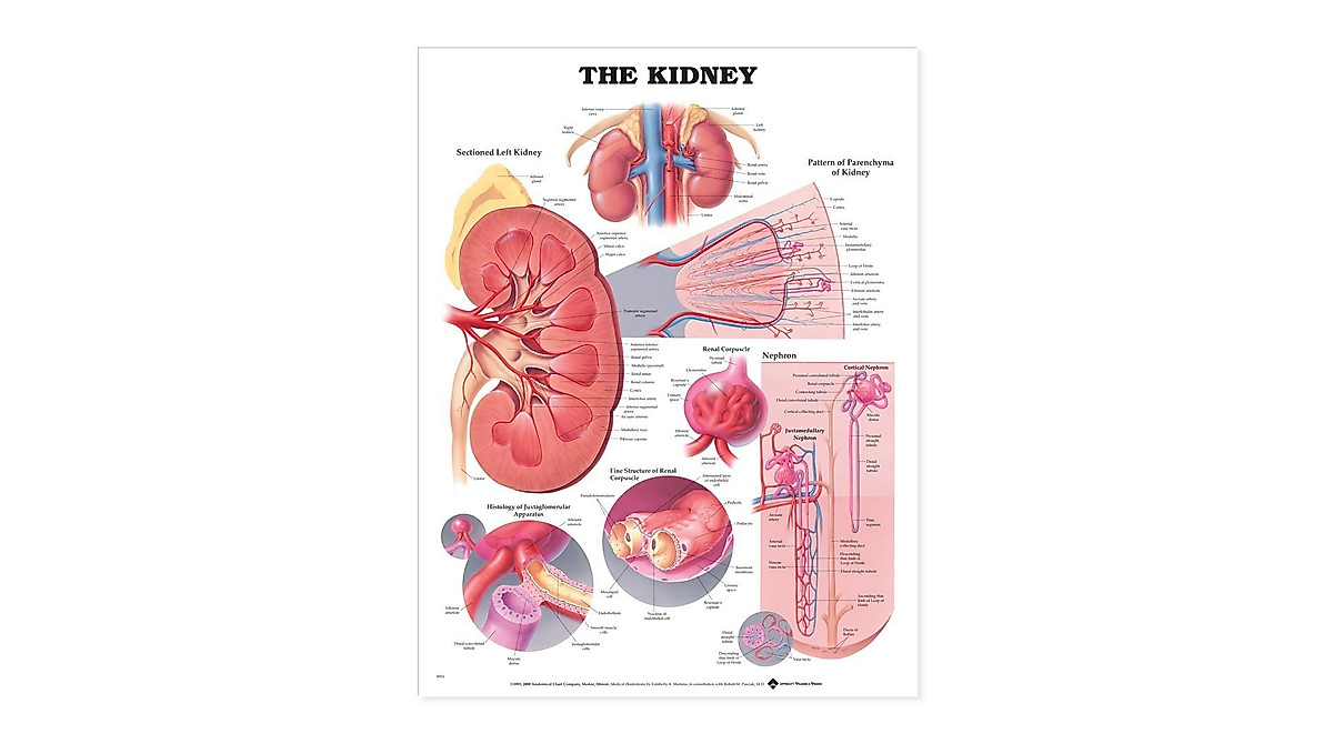 Kidney Anatomical Chart for Medical Education & Professionals