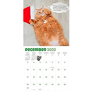 Chonkers Wall Calendar 2023: Irresistible Photos of Snozzy, Chonky Floofers Paired with Relaxation-Themed Quotes