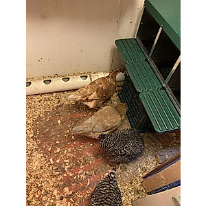 Homestead Essentials 3 Compartment Roll Out Nesting Box for Chickens | Heavy Duty Chicken Coop Nesting Box with Lid Cover to Protect Eggs (with Perch) | for Up to 15 Hens