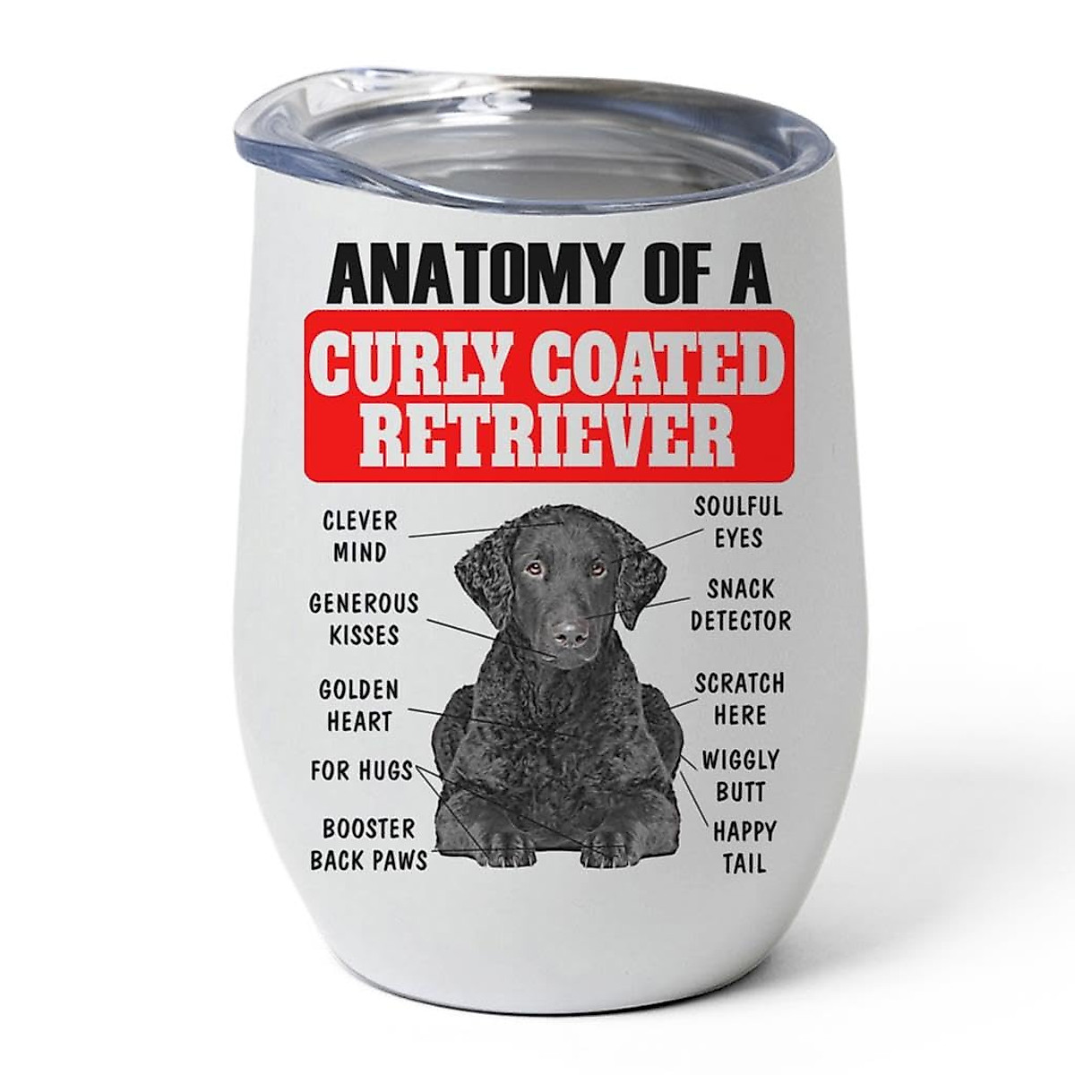 Black Curly Coated Retriever Tumbler 12oz - Funny Anatomy Chart Design - Stainless Steel Vacuum Insulated Wine Cup With Lid - Gifts for Dog Lovers