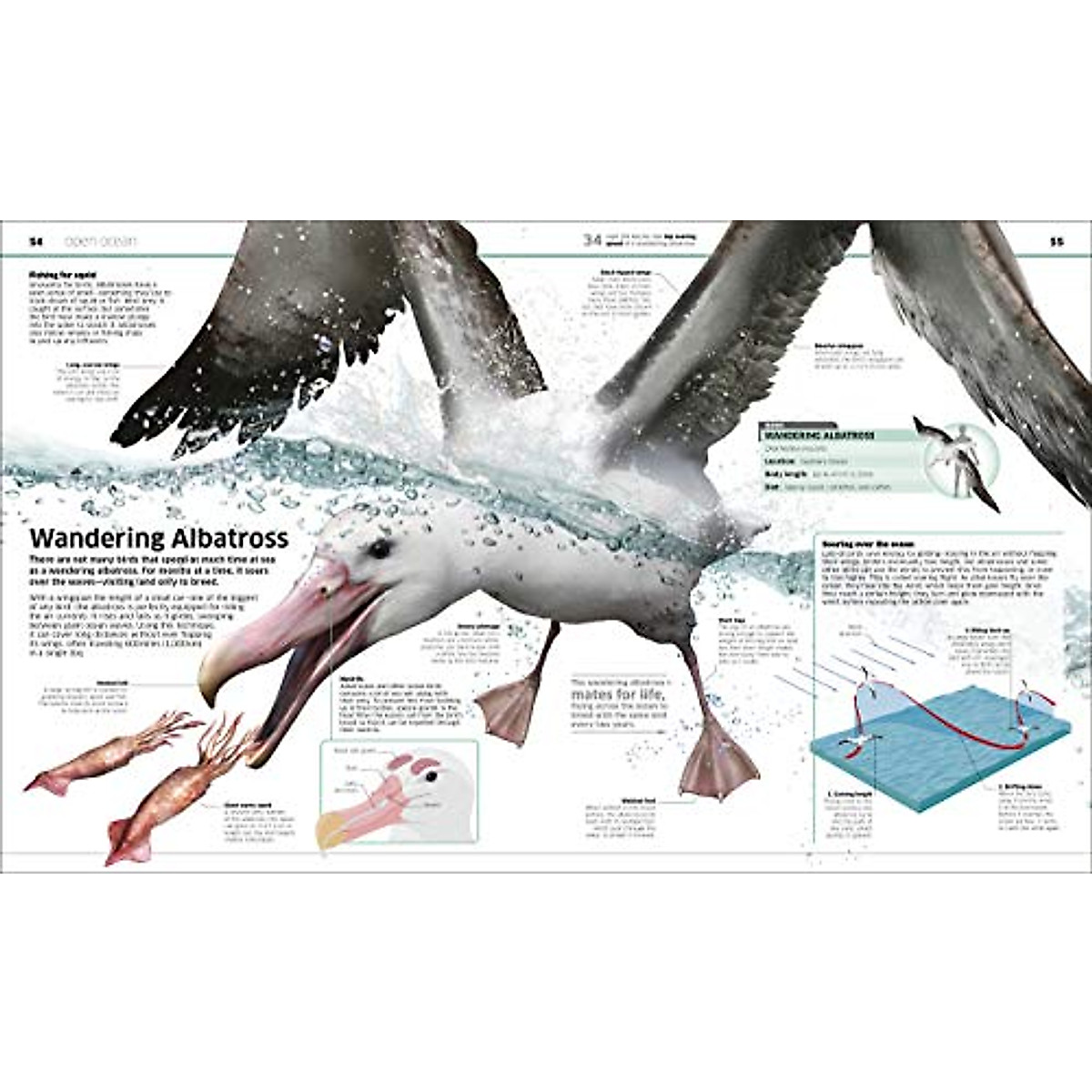 Knowledge Encyclopedia Ocean! (DK Knowledge Encyclopedias)