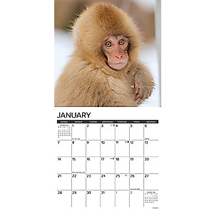 Willow Creek Press Monkey Business Monthly 2024 Wall Calendar (12" x 12")